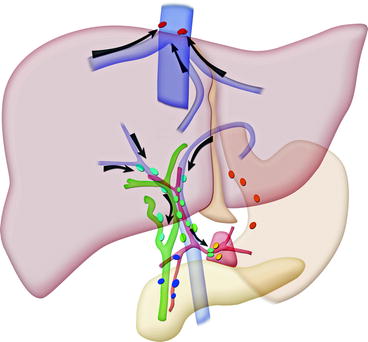 Abdominal Lymph Node Anatomy | SpringerLink