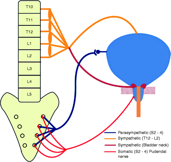 Practical Anatomy and Physiology of Urinary Continence | SpringerLink