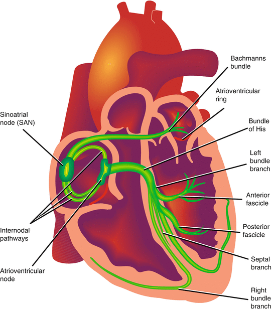 How to Record a 12-Lead ECG | SpringerLink