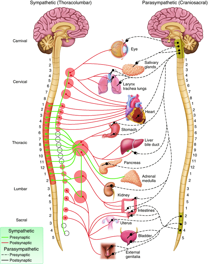 Total Mesorectal Excision with Autonomic Nerve Preservation: “Optimized ...