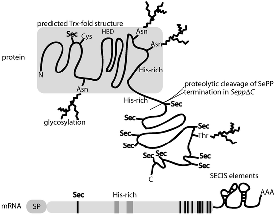 Selenium Transport in Mammals: Selenoprotein P and Its Receptors ...
