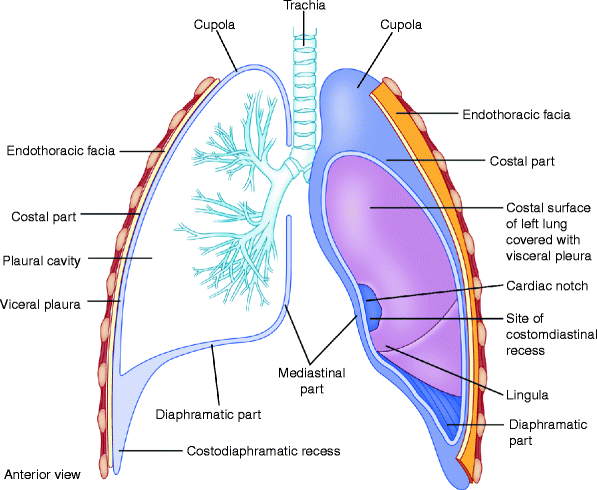Intrapleural Catheters | SpringerLink