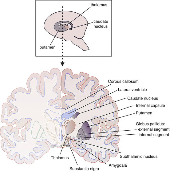 Basal Ganglia: Basic Principles | SpringerLink