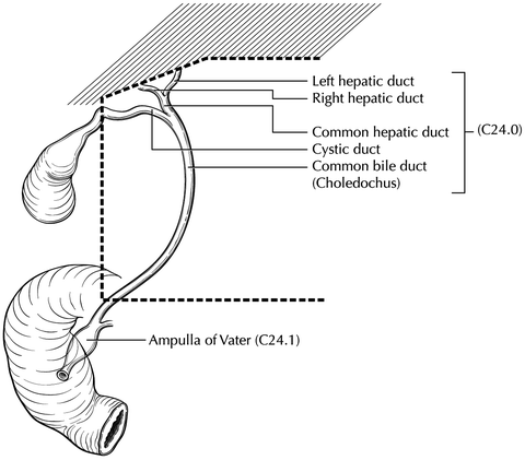 Perihilar Bile Ducts | SpringerLink