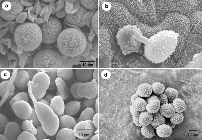 Scanning Electron Microscopy for Fungal Sample Examination | SpringerLink