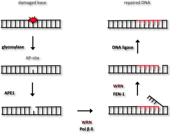 DNA Helicases in NER, BER, and MMR | SpringerLink