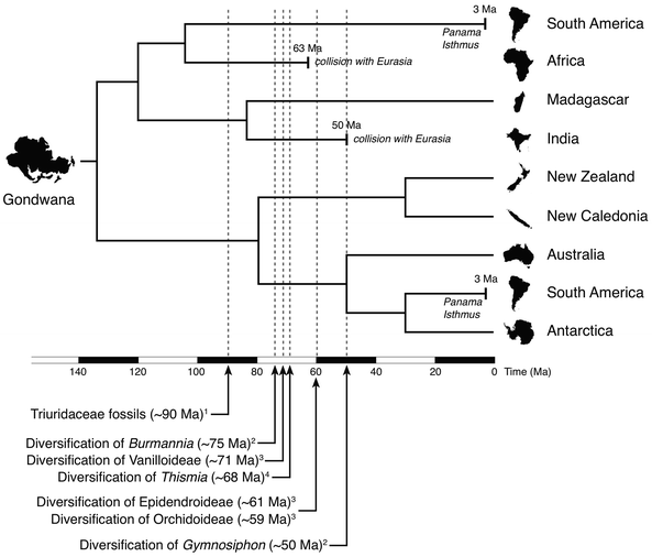 Biogeography and Conservation | SpringerLink