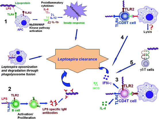 Leptospira: Invasion, Pathogenesis and Persistence | SpringerLink