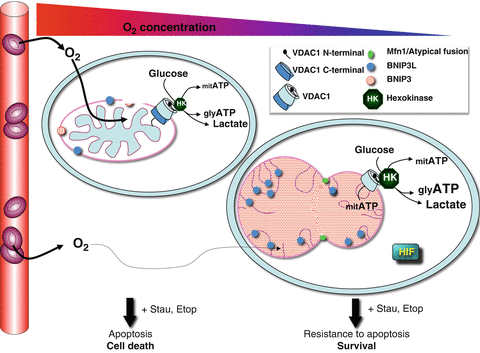 Hypoxic VDAC1: A Potential Mitochondrial Marker for Cancer Therapy ...