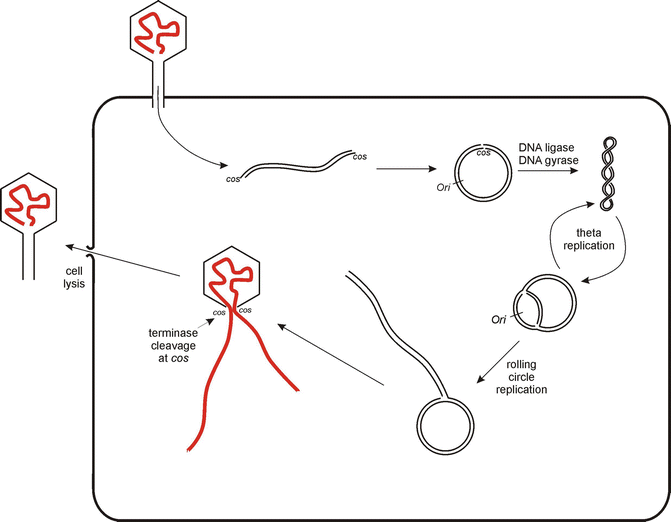 Bacteriophage and Viral Cloning Vectors | SpringerLink