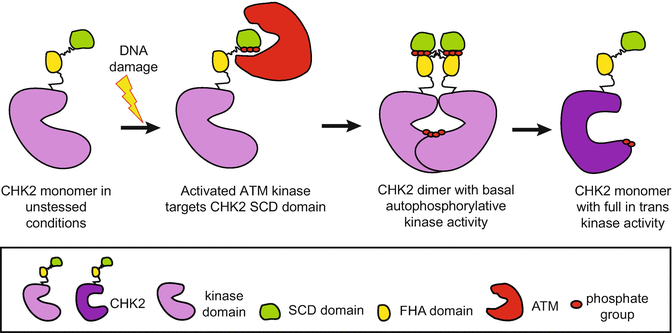 CHEK2 | SpringerLink