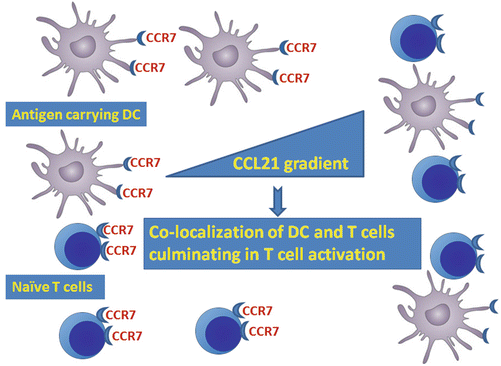 CCL-21 | SpringerLink