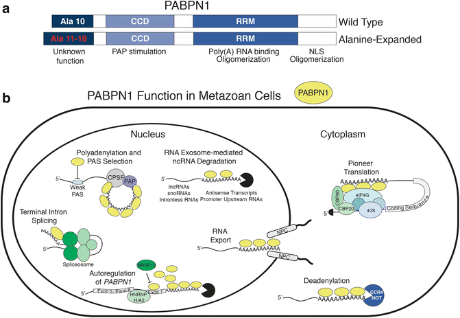 PABPN1 | SpringerLink