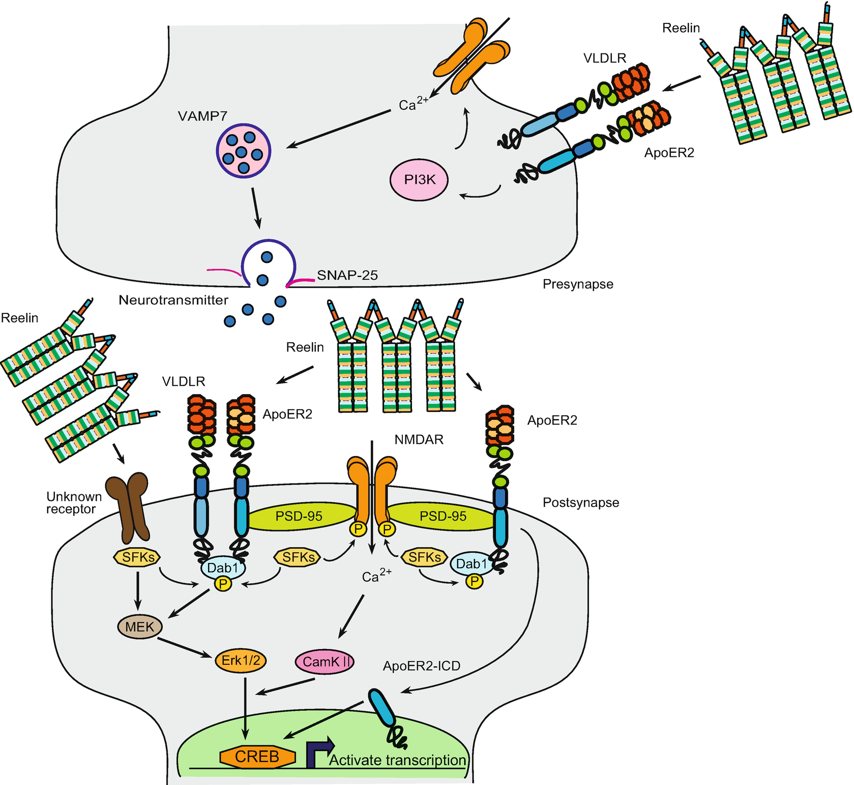 Reelin | SpringerLink