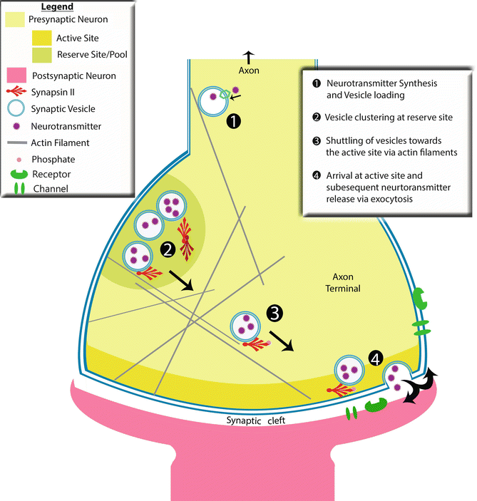 Synapsin II | SpringerLink