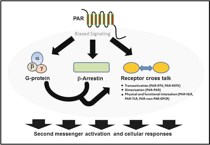 Proteinase-Activated Receptors (PARs) | SpringerLink