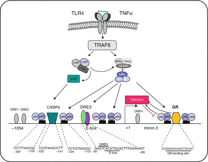 TNFAIP3 (Tumor Necrosis Factor, Alpha-Induced Protein 3) | SpringerLink