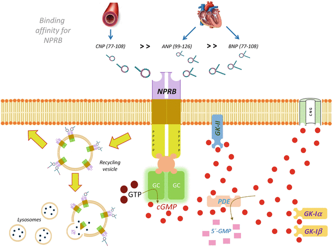 Natriuretic Peptide Receptor Type B (NPRB) | SpringerLink