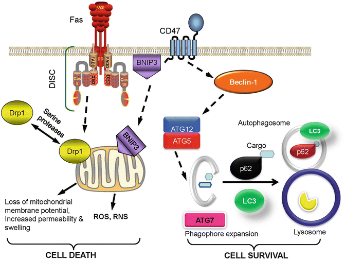 CD47 | SpringerLink