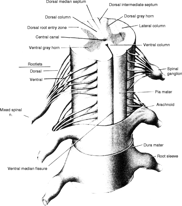 Lumbosacral and Thoracic Radiculopathies | SpringerLink