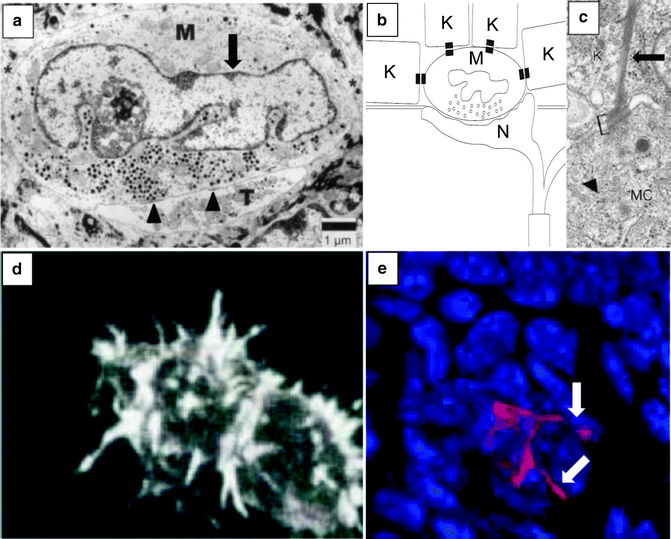 Basic Science of the Merkel Cell | SpringerLink