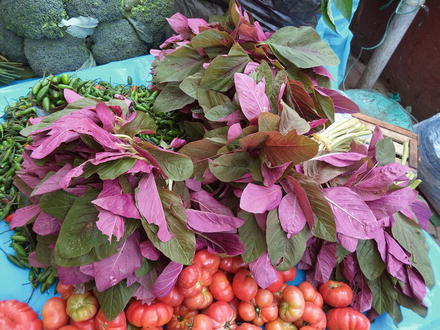 Biodiversity and Edible Plants of Mexico | SpringerLink