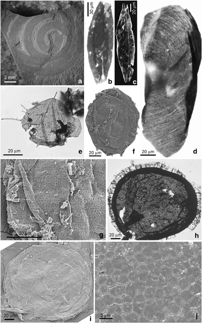 Written in Stone: The Fossil Record of Early Eukaryotes | SpringerLink