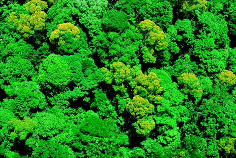 Comparative Canopy Biology and the Structure of Ecosystems | SpringerLink