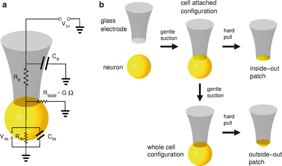 Patch Clamp Technique | SpringerLink