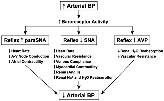 Baroreflex Models | SpringerLink
