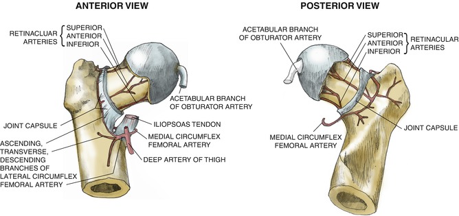 Posterolateral Approach to the Hip | SpringerLink