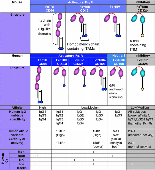 Overcoming Resistance to Therapeutic Antibodies by Targeting Fc ...