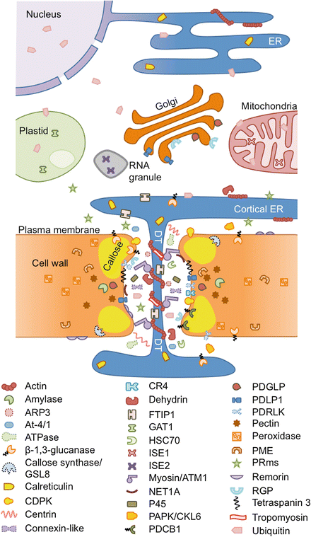 Plasmodesmata: New Perspectives on Old Questions | SpringerLink