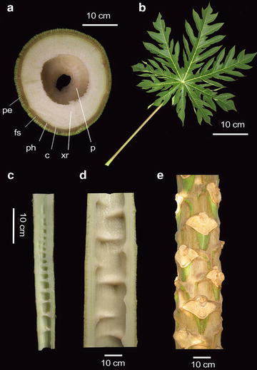 Biology of the Papaya Plant | SpringerLink