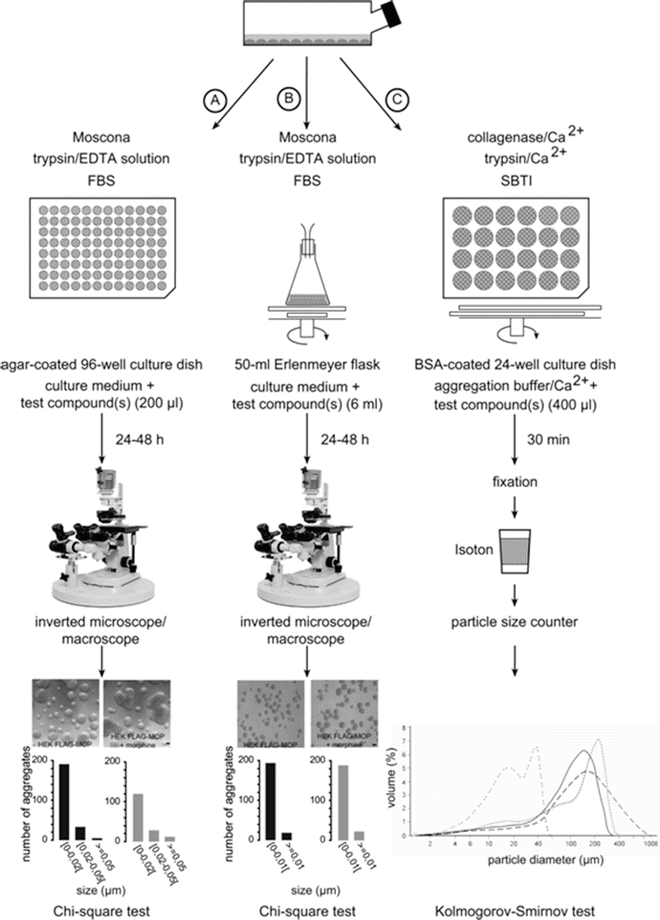 Cell Aggregation Assays | SpringerLink