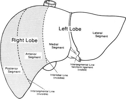 Liver | SpringerLink
