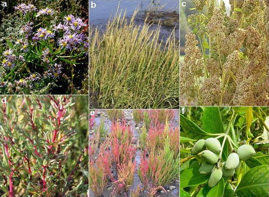 Cash Crop Halophytes: The Ecologically and Economically Sustainable Use ...