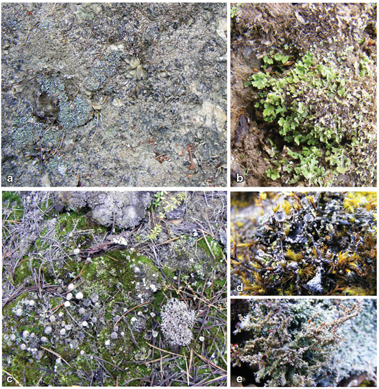 Distribution Ecology of Soil Crust Lichens in India: A Comparative ...