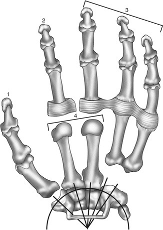 Functional Anatomy and Biomechanics of the Hand | SpringerLink
