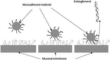 Mucoadhesion and Characterization of Mucoadhesive Properties | SpringerLink