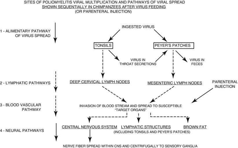 Enteroviruses: Polio | SpringerLink
