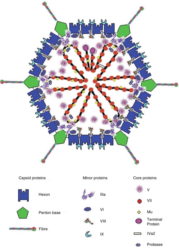 Adenoviruses | SpringerLink