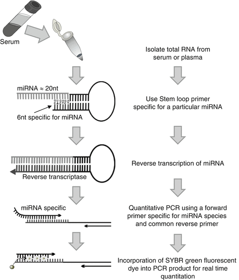 Evaluating a Particular Circulating MicroRNA Species from an SLE Patient Using Stem-Loop qRT-PCR ...