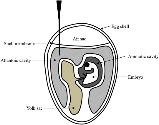 Isolation of Swine Influenza Virus in Cell Cultures and Embryonated ...