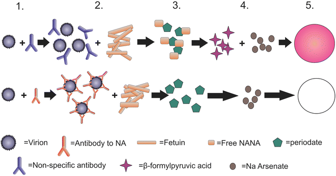 Neuraminidase-Inhibition Assay for the Identification of Influenza A ...