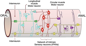 The Enteric Nervous System and Gastrointestinal Innervation: Integrated ...