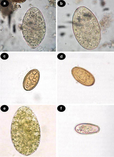 Diagnosis of Human Trematode Infections | SpringerLink