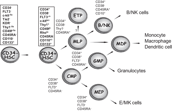 Human CD34-negative Hematopoietic Stem Cells | SpringerLink