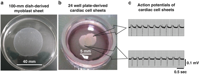 Cell Sheet Technology for Cardiac Tissue Engineering | SpringerLink