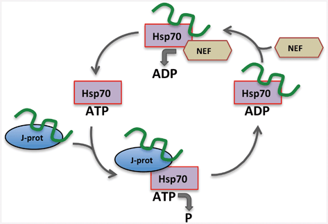 Yeast Hsp70 and J-protein Chaperones: Function and Interaction Network ...